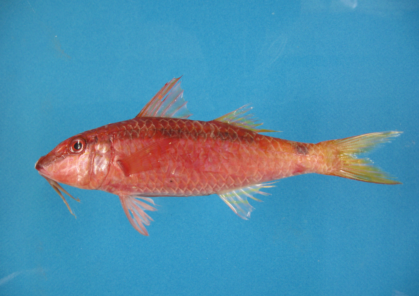 First record of the Red Sea goatfish, Parupeneus forsskali (Perciformes ...