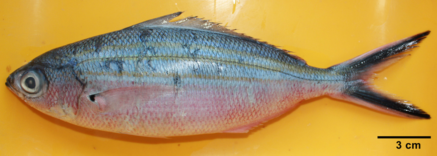 First record of striated fusilier Caesio striata (Teleostei ...