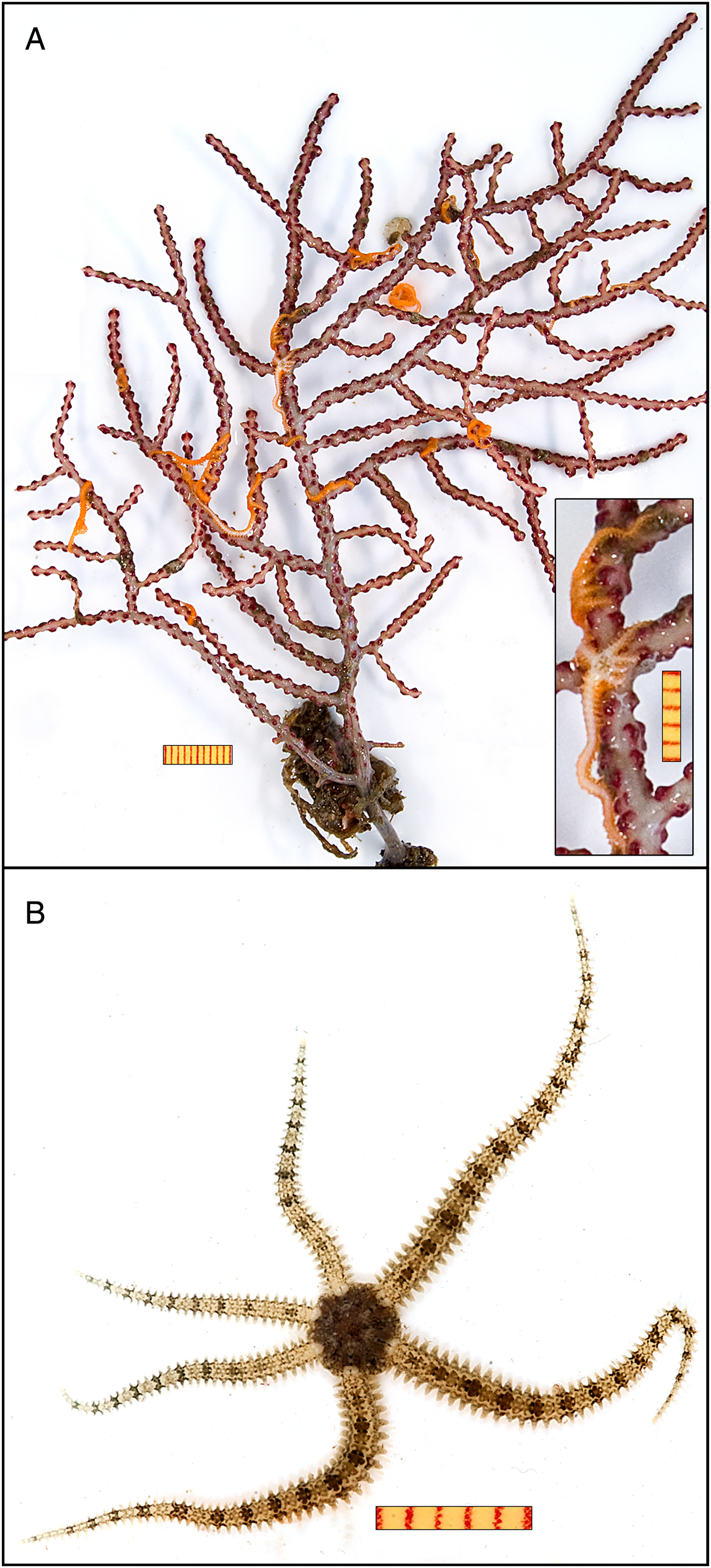 New records of brittle stars from French Guiana: Ophiactis savignyi and ...