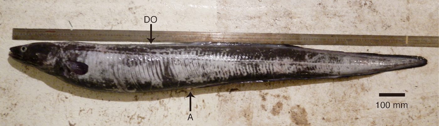 Record body size of the beach conger Conger japonicus (Anguilliformes ...