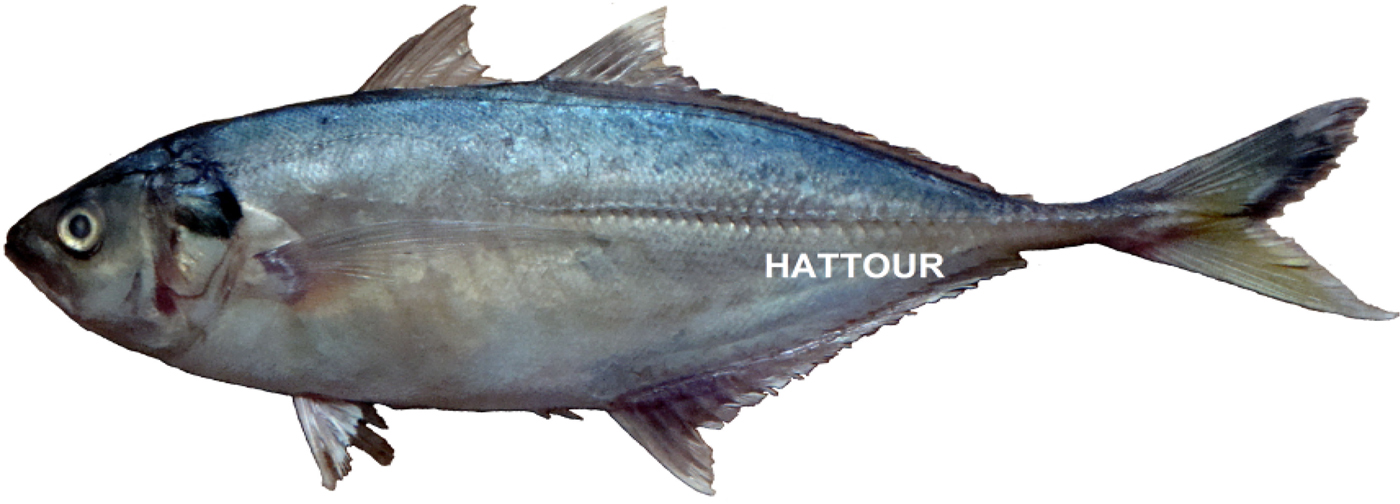 A school of the shrimp scad Alepes djedaba (Osteichthyes: Carangidae ...