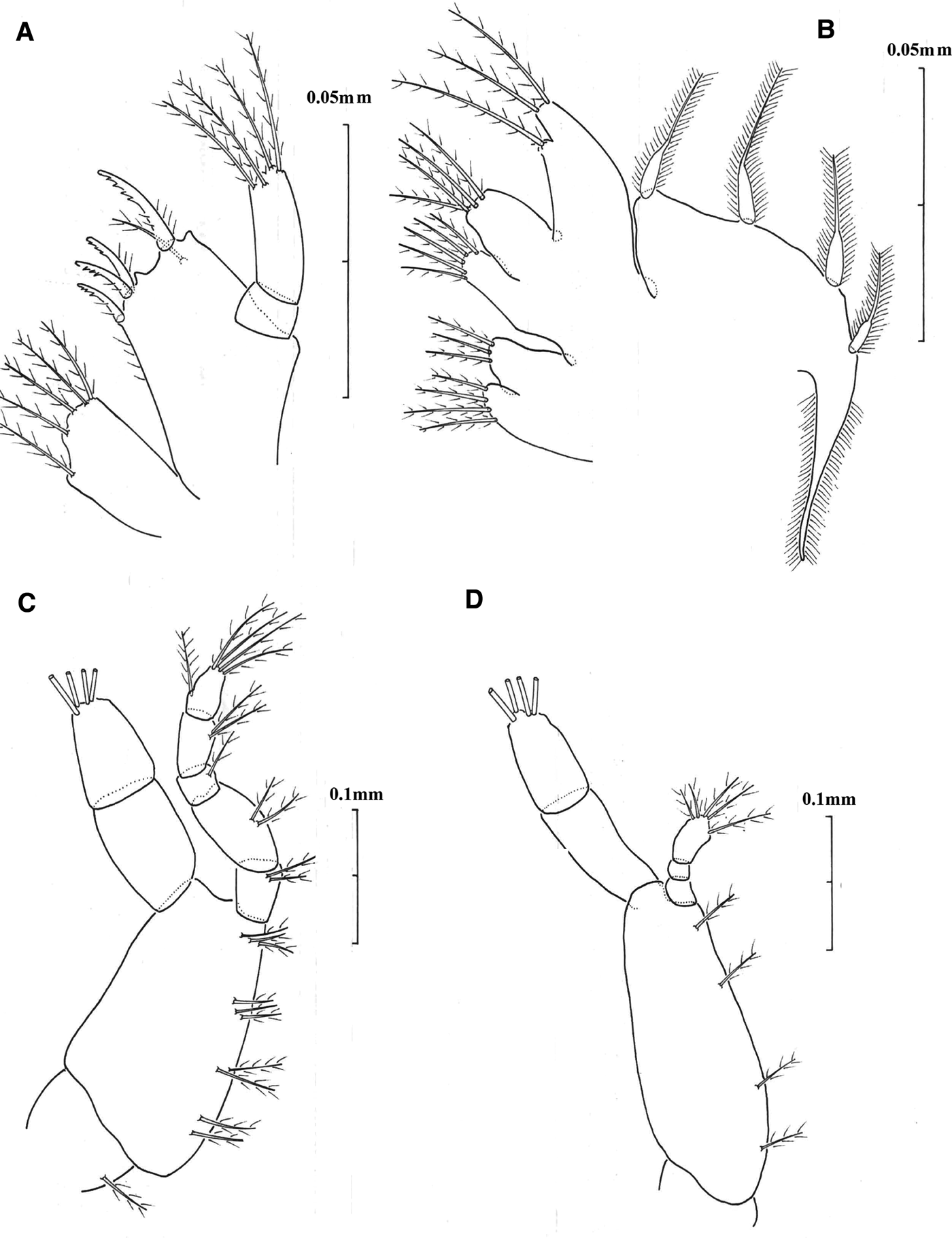 Laboratory-hatched first zoeal stage of Uca (Cranuca) inversa ...