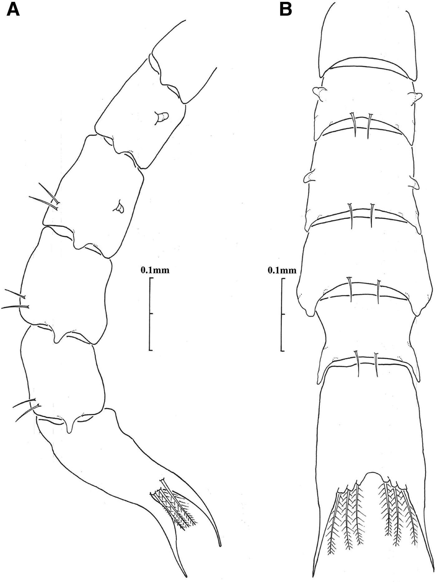 Laboratory-hatched first zoeal stage of Uca (Cranuca) inversa ...