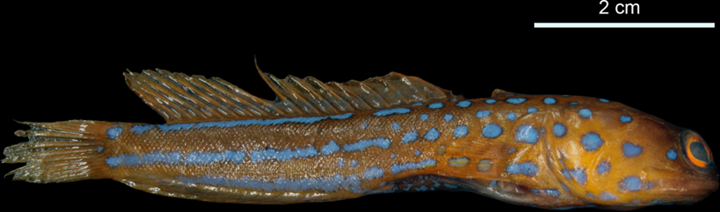 First record and range extension of the jawfish, Opistognathus ...