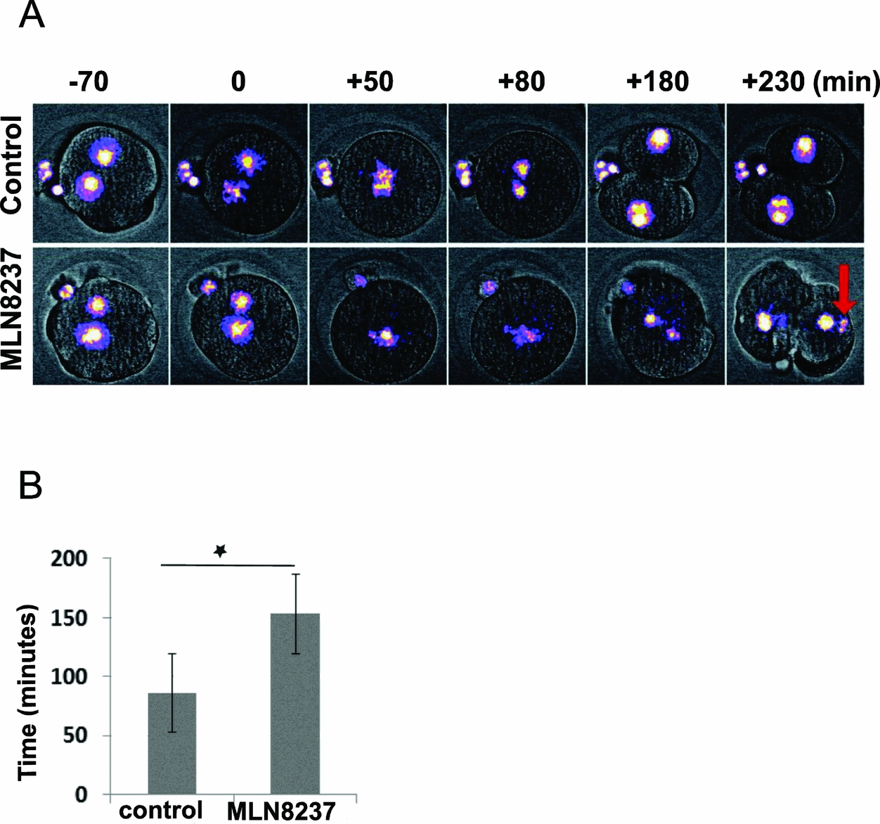 Aurora kinase A is essential for correct chromosome segregation in ...