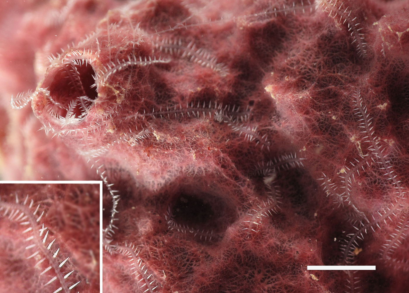 New observations on reproduction in the branching polychaetes ...