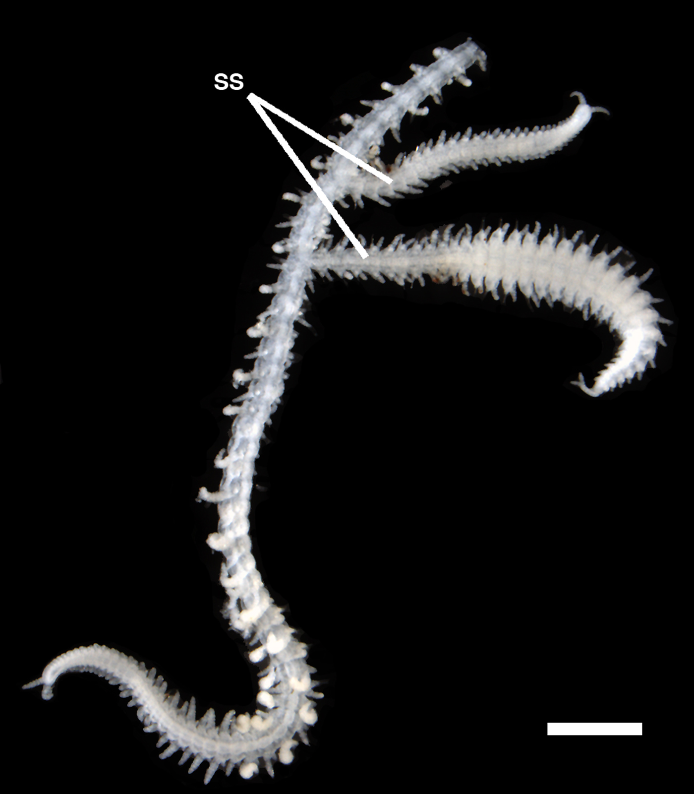 New observations on reproduction in the branching polychaetes ...