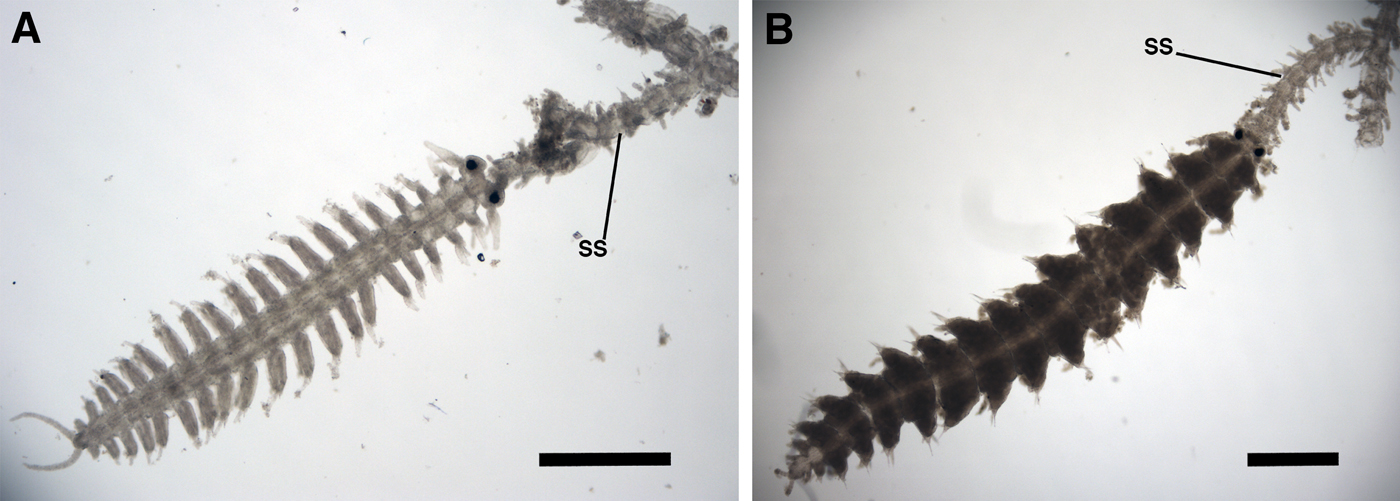 New observations on reproduction in the branching polychaetes ...