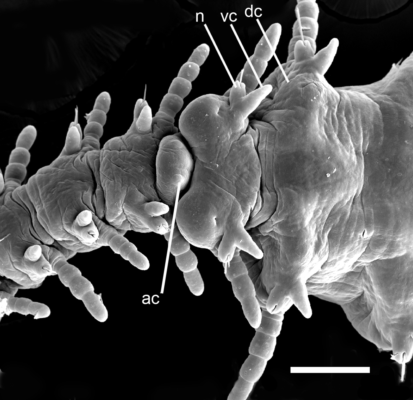 New observations on reproduction in the branching polychaetes ...