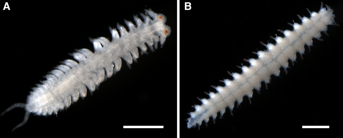 New observations on reproduction in the branching polychaetes ...
