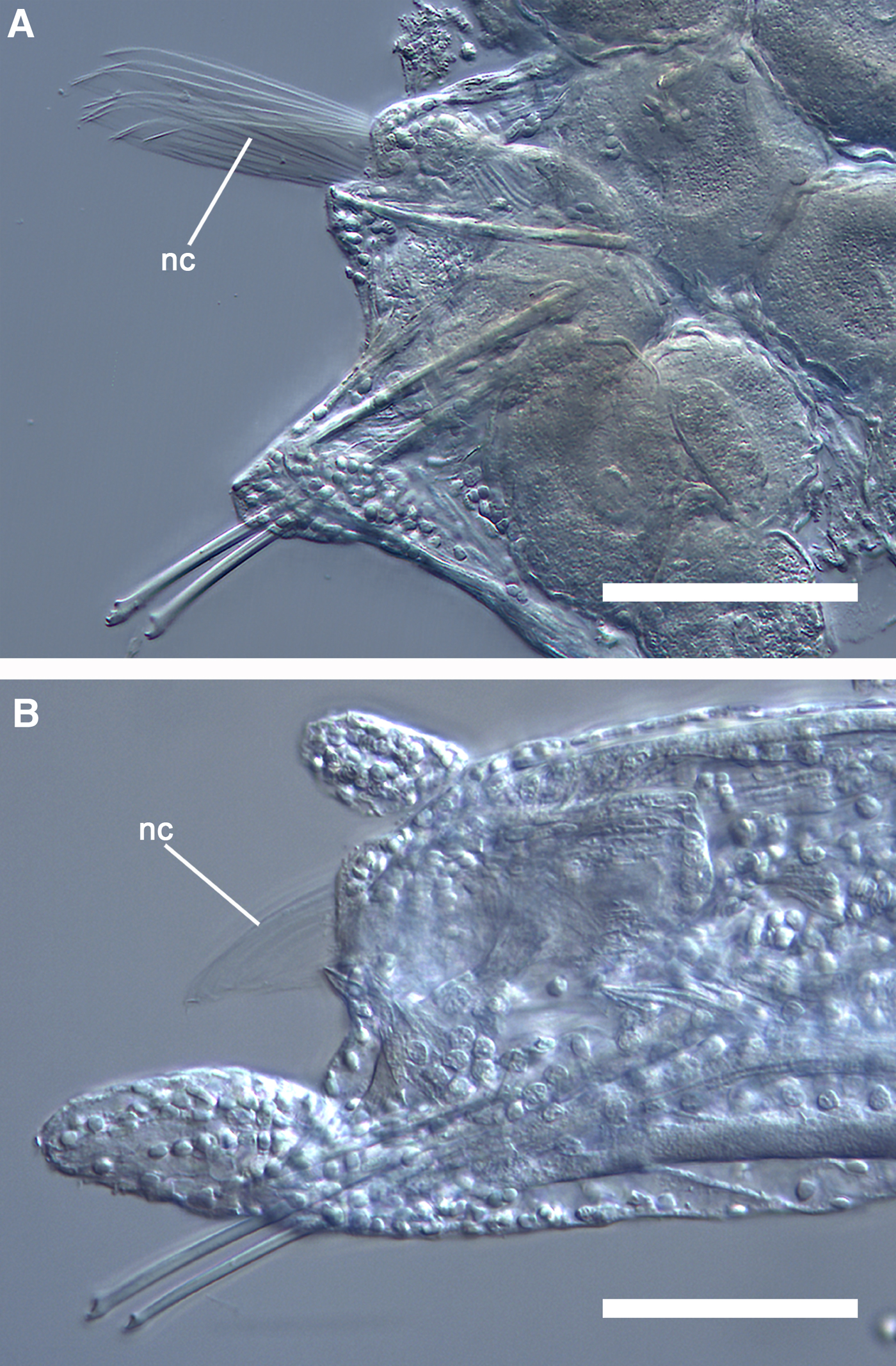 New observations on reproduction in the branching polychaetes ...