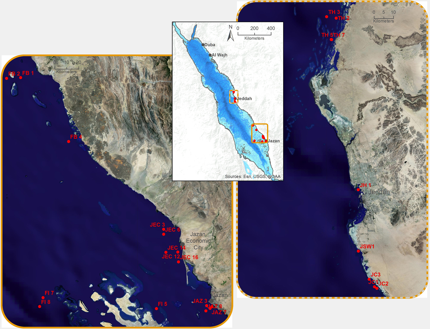 Nephtyidae (Polychaeta, Phyllodocida) from the Red Sea, with record of ...