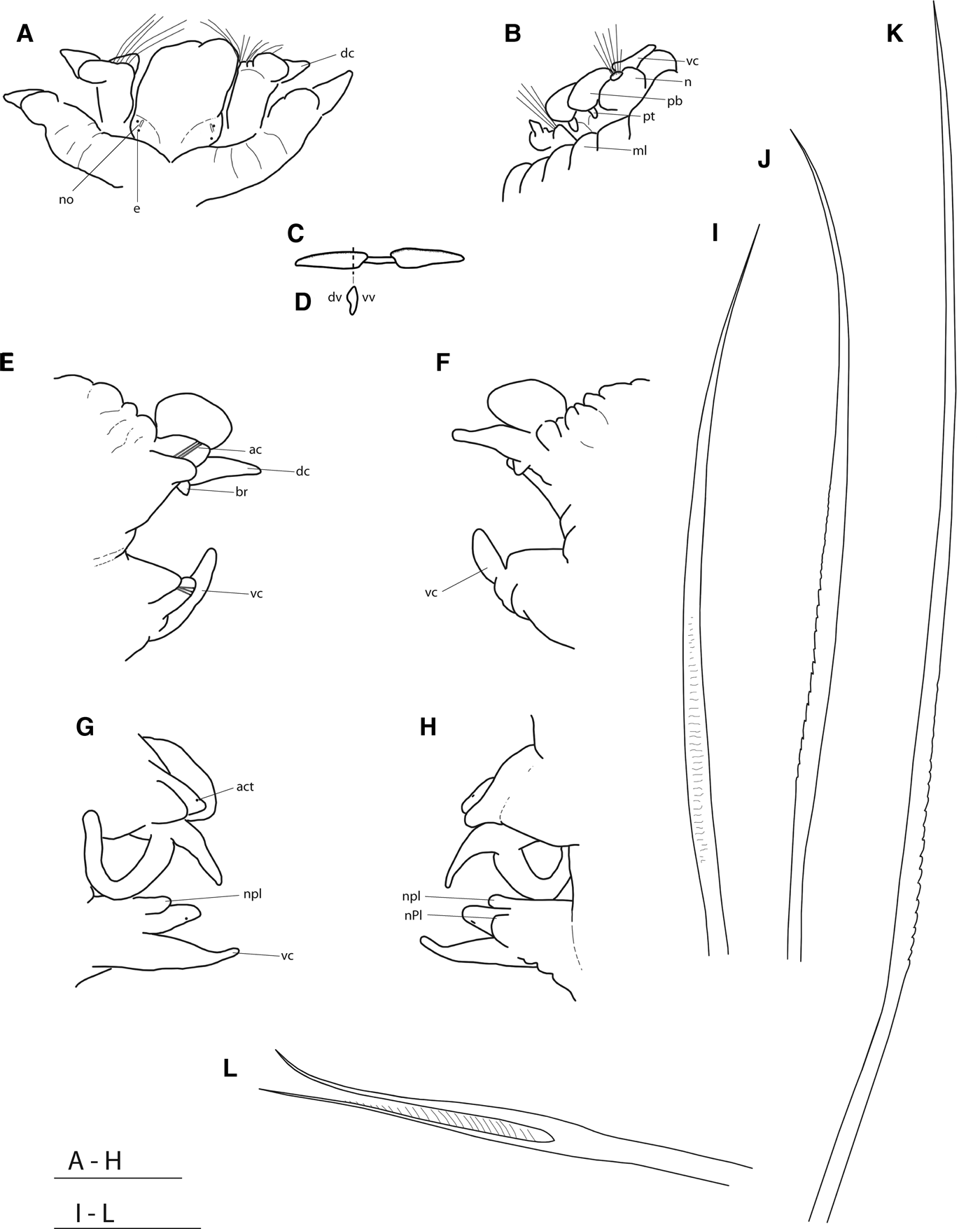 Nephtyidae (Polychaeta, Phyllodocida) from the Red Sea, with record of ...