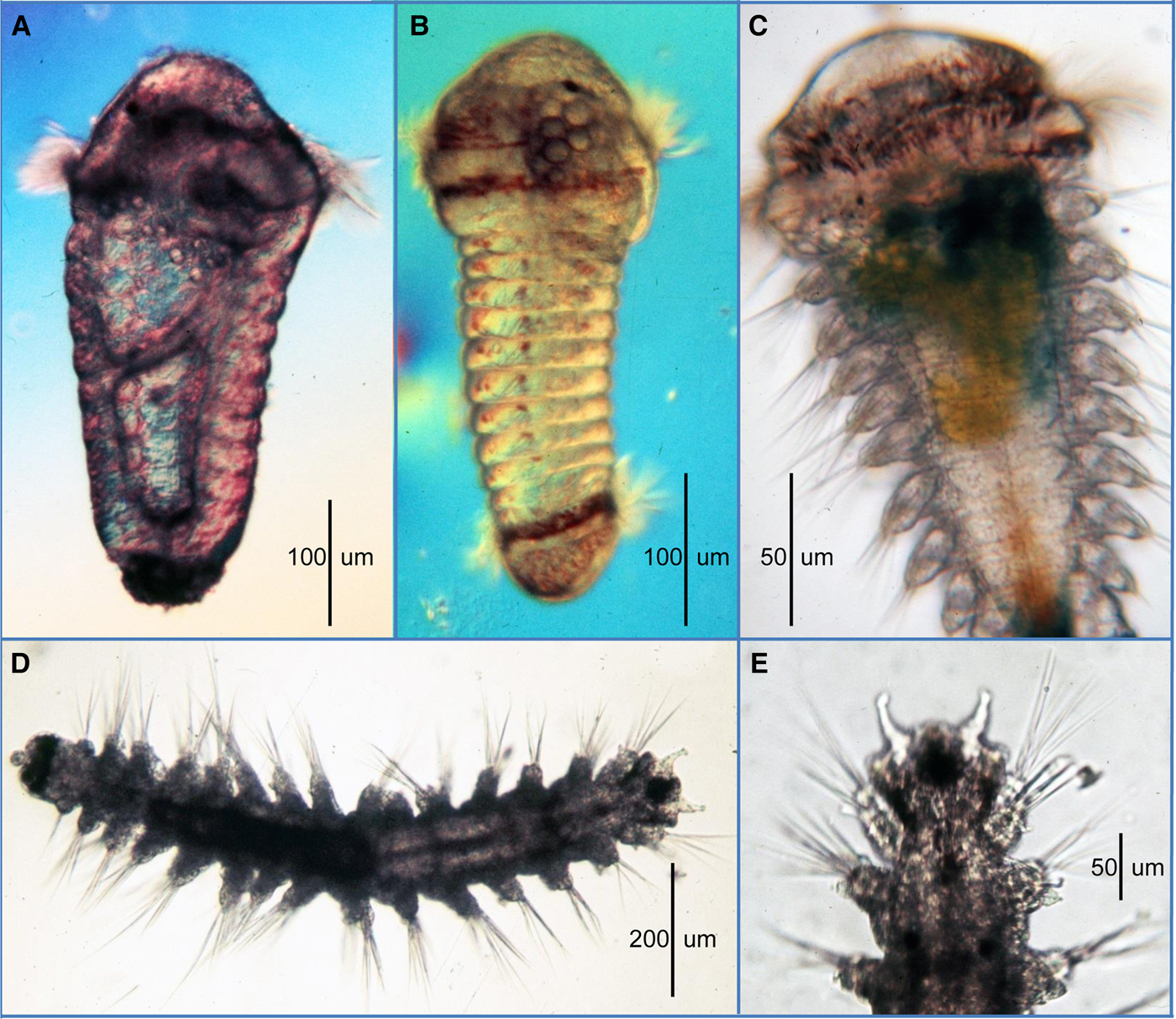 Larval development of Polychaeta from the northern California coast ...