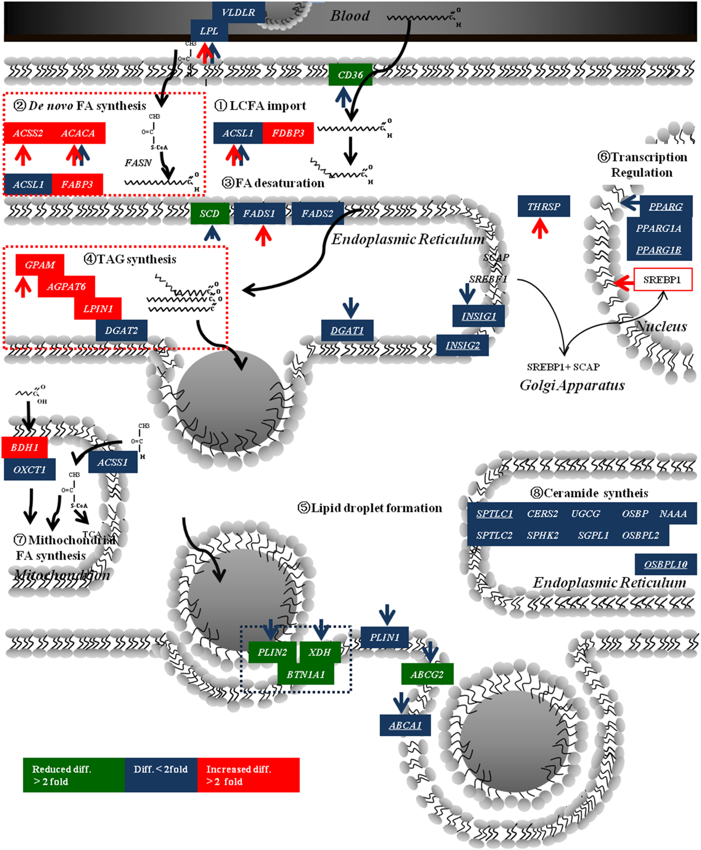 Characterisation of gene expression related to milk fat synthesis in ...