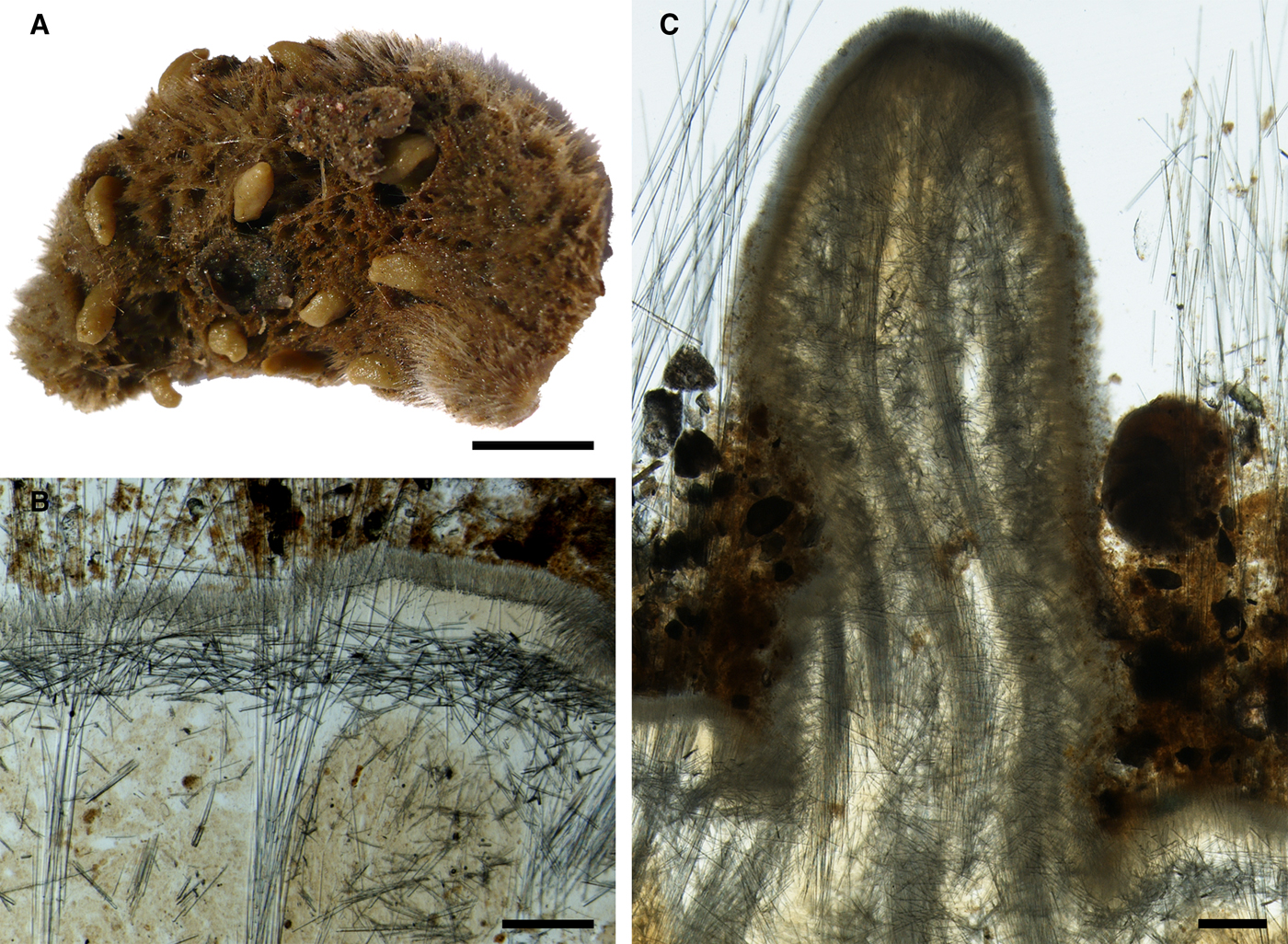 Polymastiidae (Demospongiae: Hadromerida) with ornamented exotyles: a ...