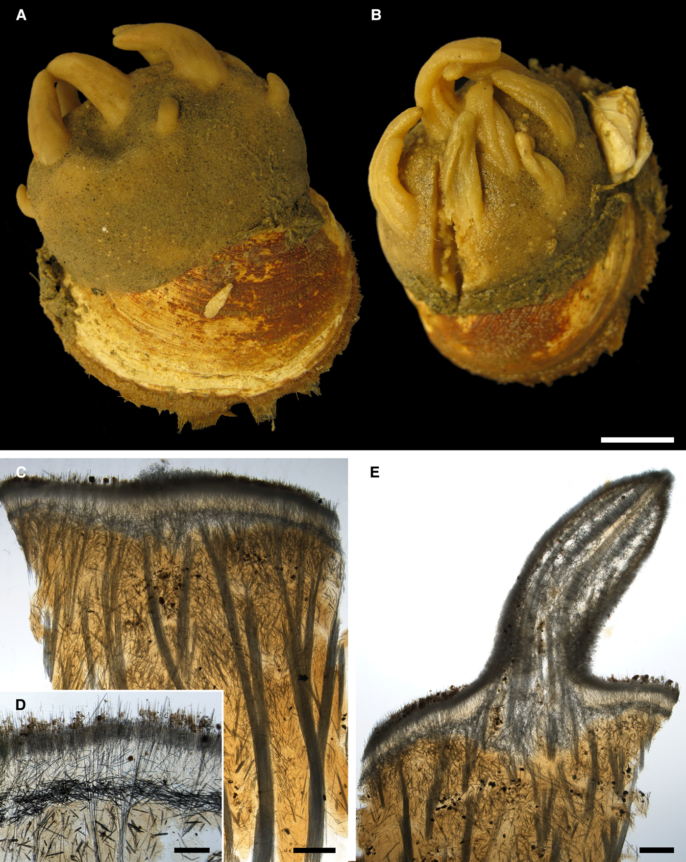 Polymastiidae (Demospongiae: Hadromerida) with ornamented exotyles: a ...