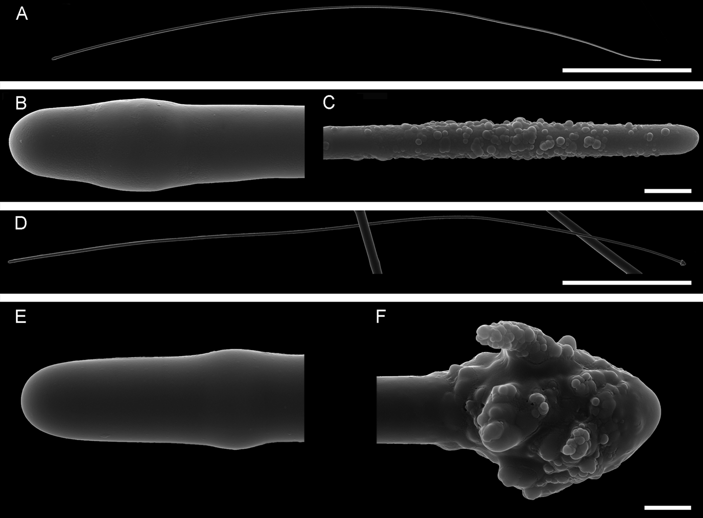 Polymastiidae (Demospongiae: Hadromerida) with ornamented exotyles: a ...