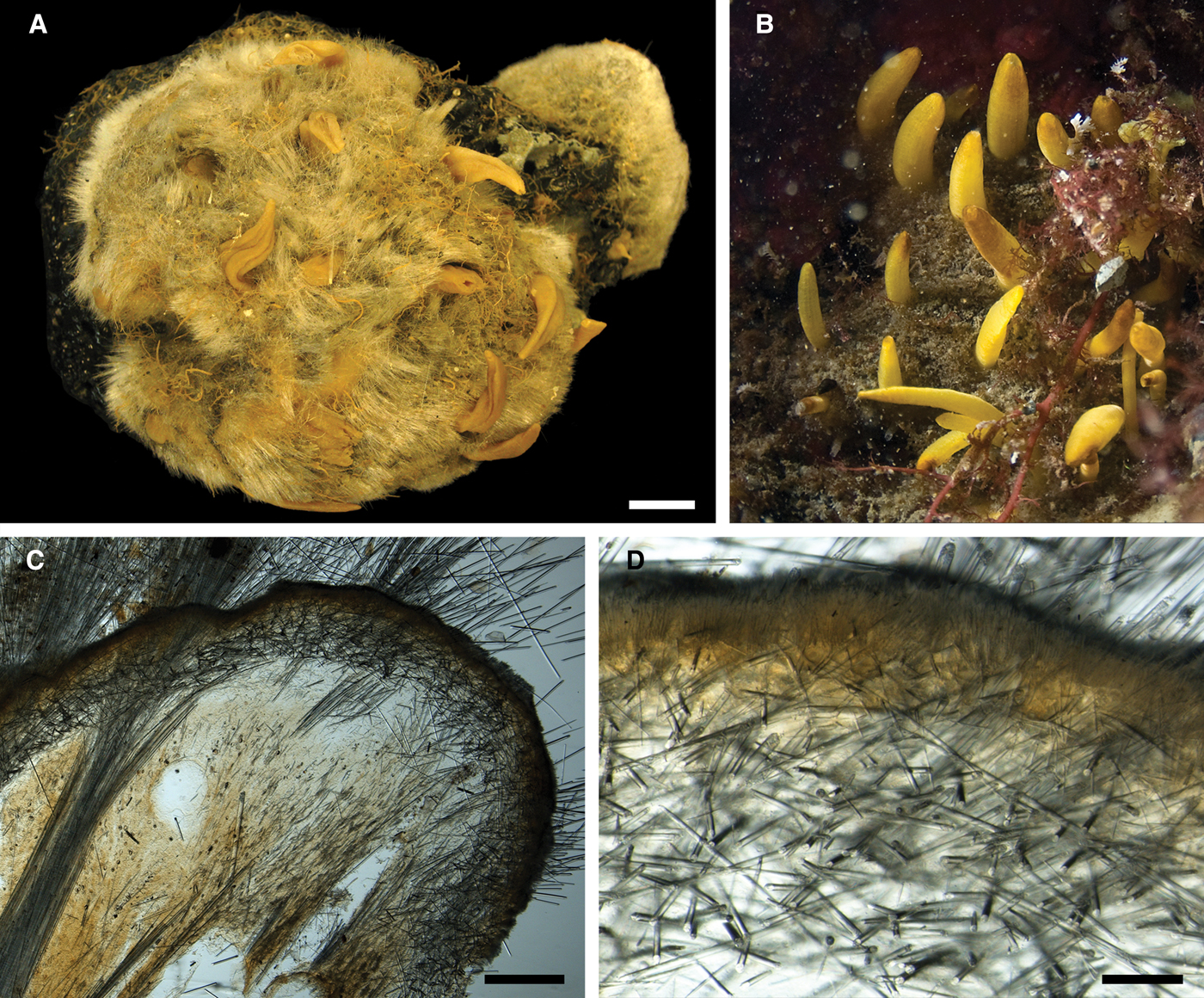 Polymastiidae (Demospongiae: Hadromerida) with ornamented exotyles: a ...