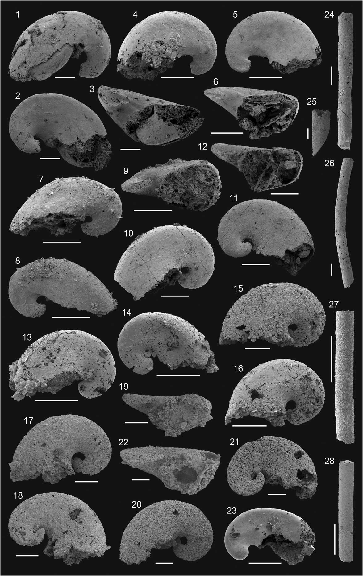 Small shelly fossils from the Montezuman–Delamaran of the Great Basin ...