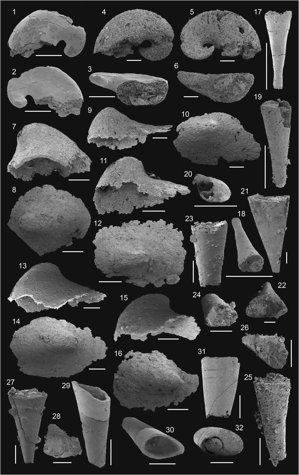 Small shelly fossils from the Montezuman–Delamaran of the Great Basin ...