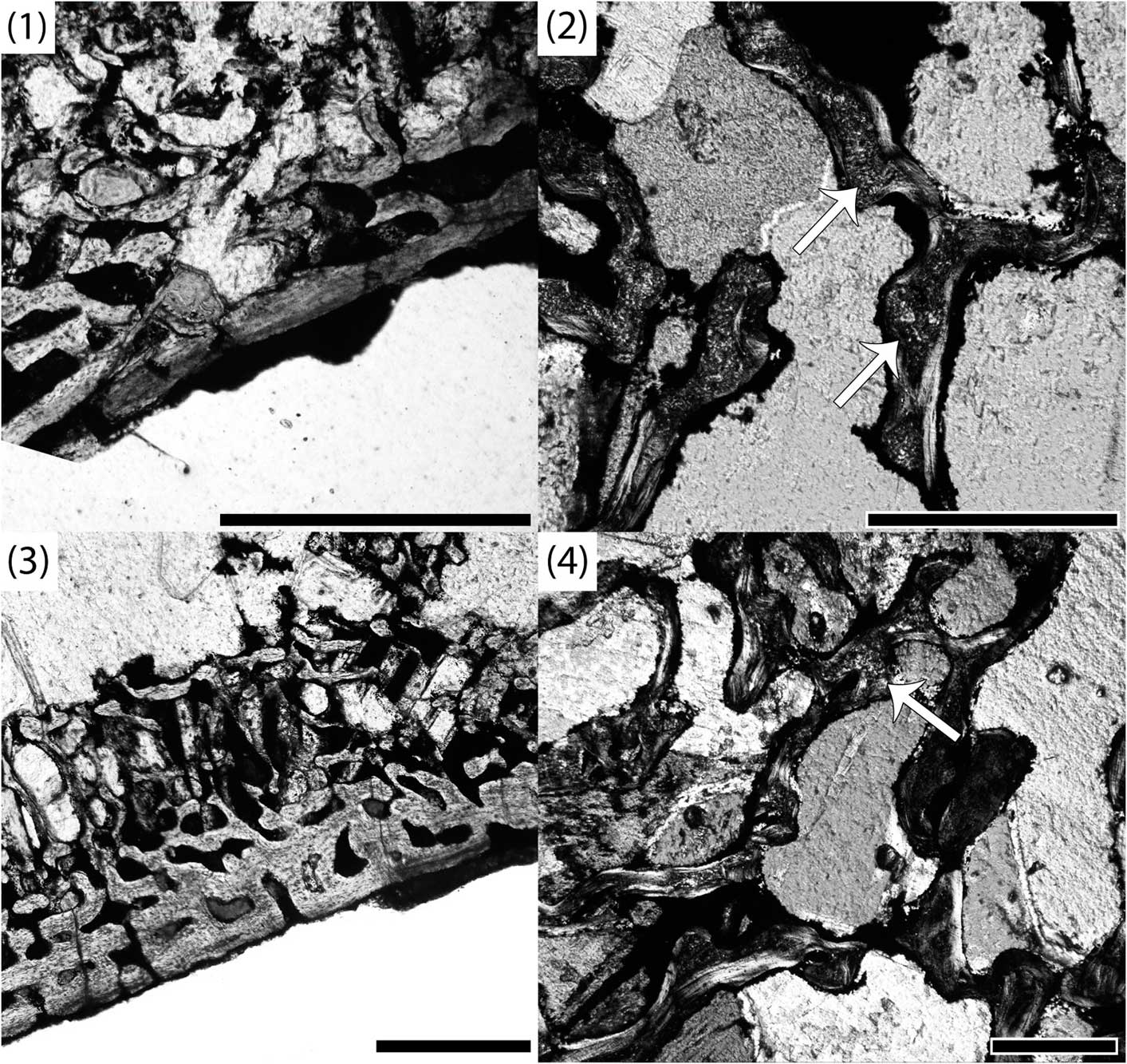 A juvenile Koskinonodon perfectus (Temnospondyli, Metoposauridae) from ...