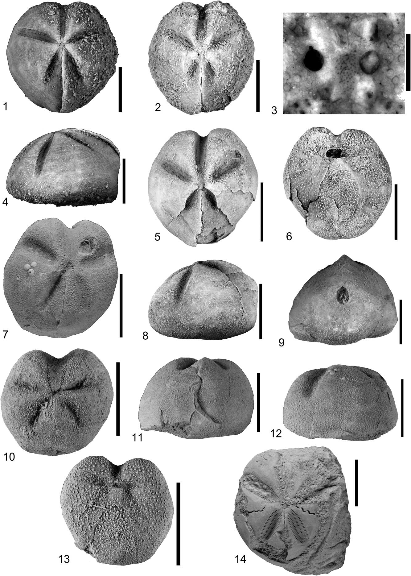 Paleocene echinoid faunas of the eastern United States | Journal of ...