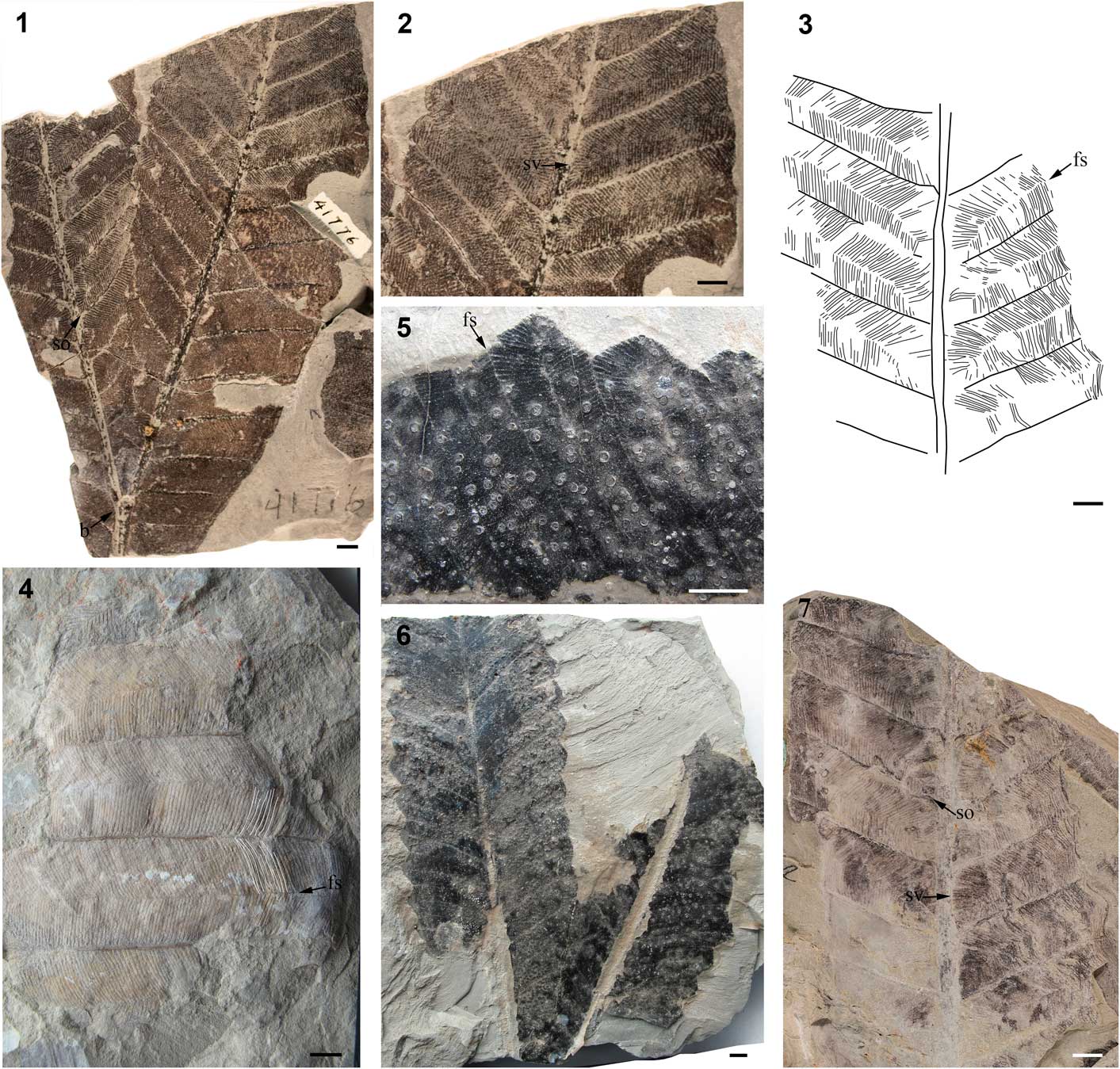 Reevaluation and taxonomic clarification of Gigantopteridium and ...