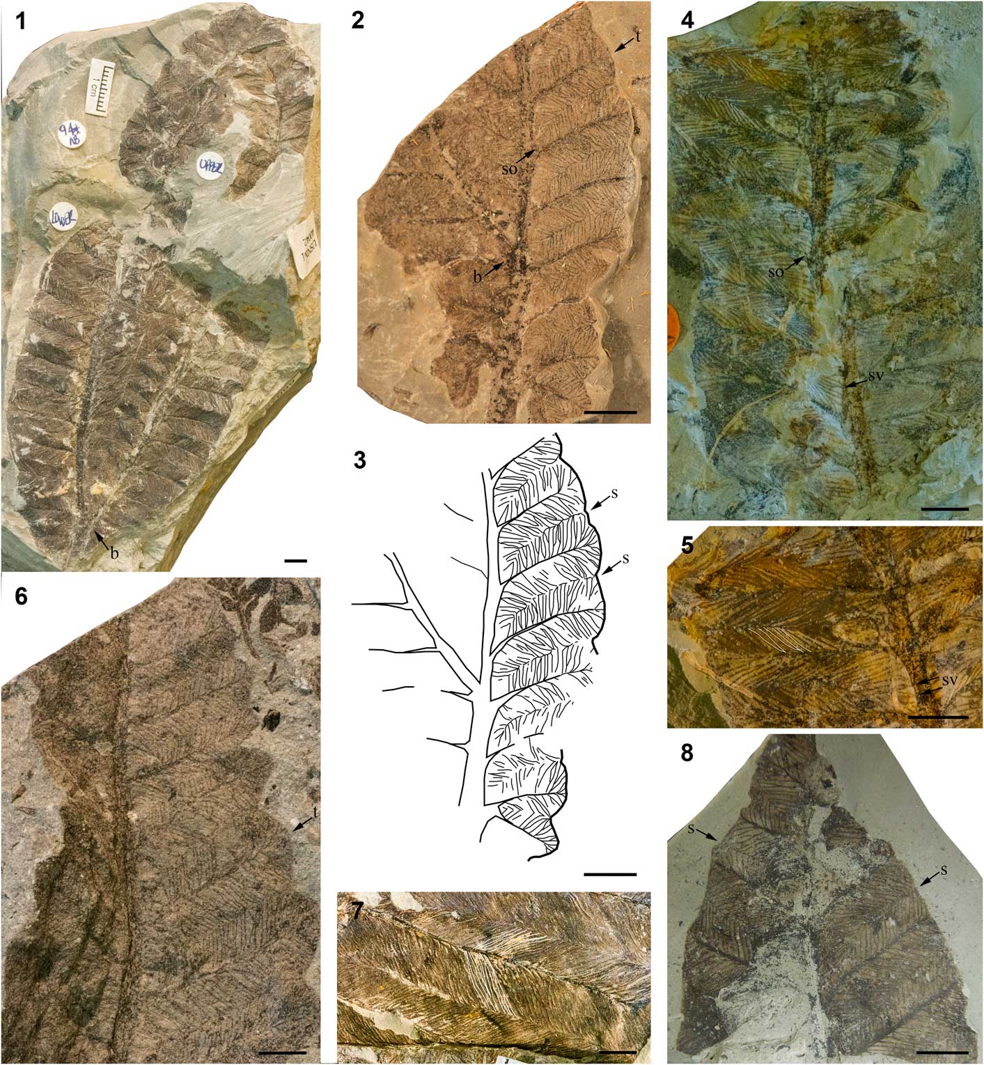 Reevaluation and taxonomic clarification of Gigantopteridium and ...