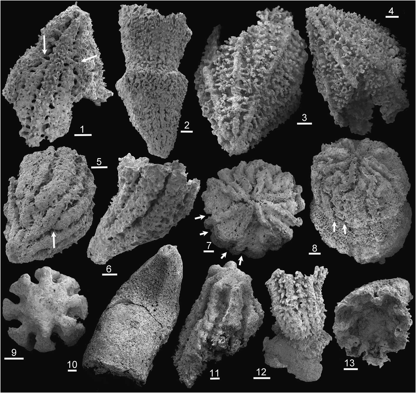 A problematic cnidarian (Cambroctoconus; Octocorallia?) from the ...
