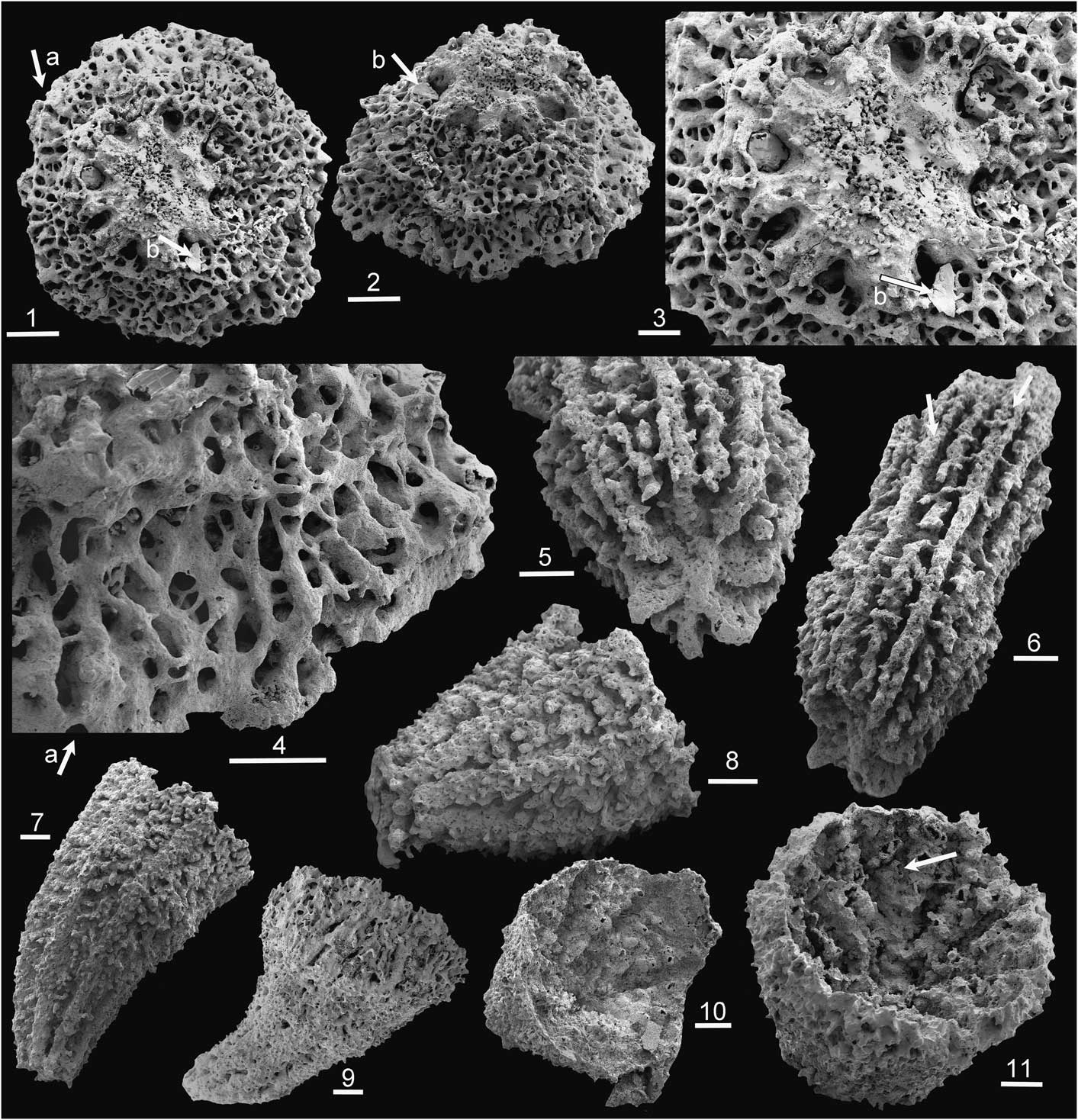 A problematic cnidarian (Cambroctoconus; Octocorallia?) from the ...