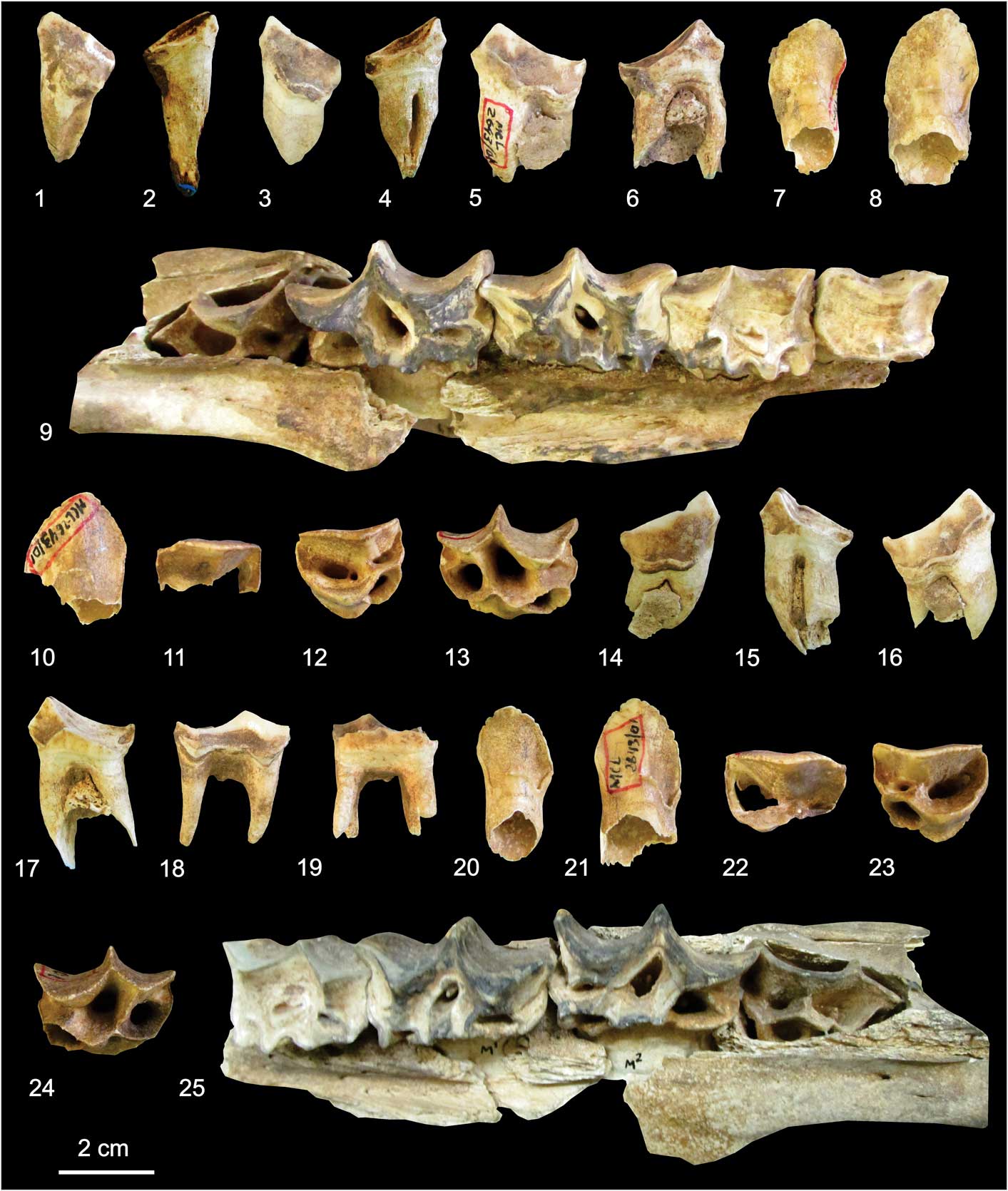 Dental eruption sequence and hypsodonty index of a Pleistocene ...
