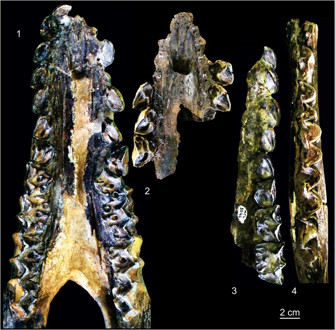 Dental eruption sequence and hypsodonty index of a Pleistocene ...