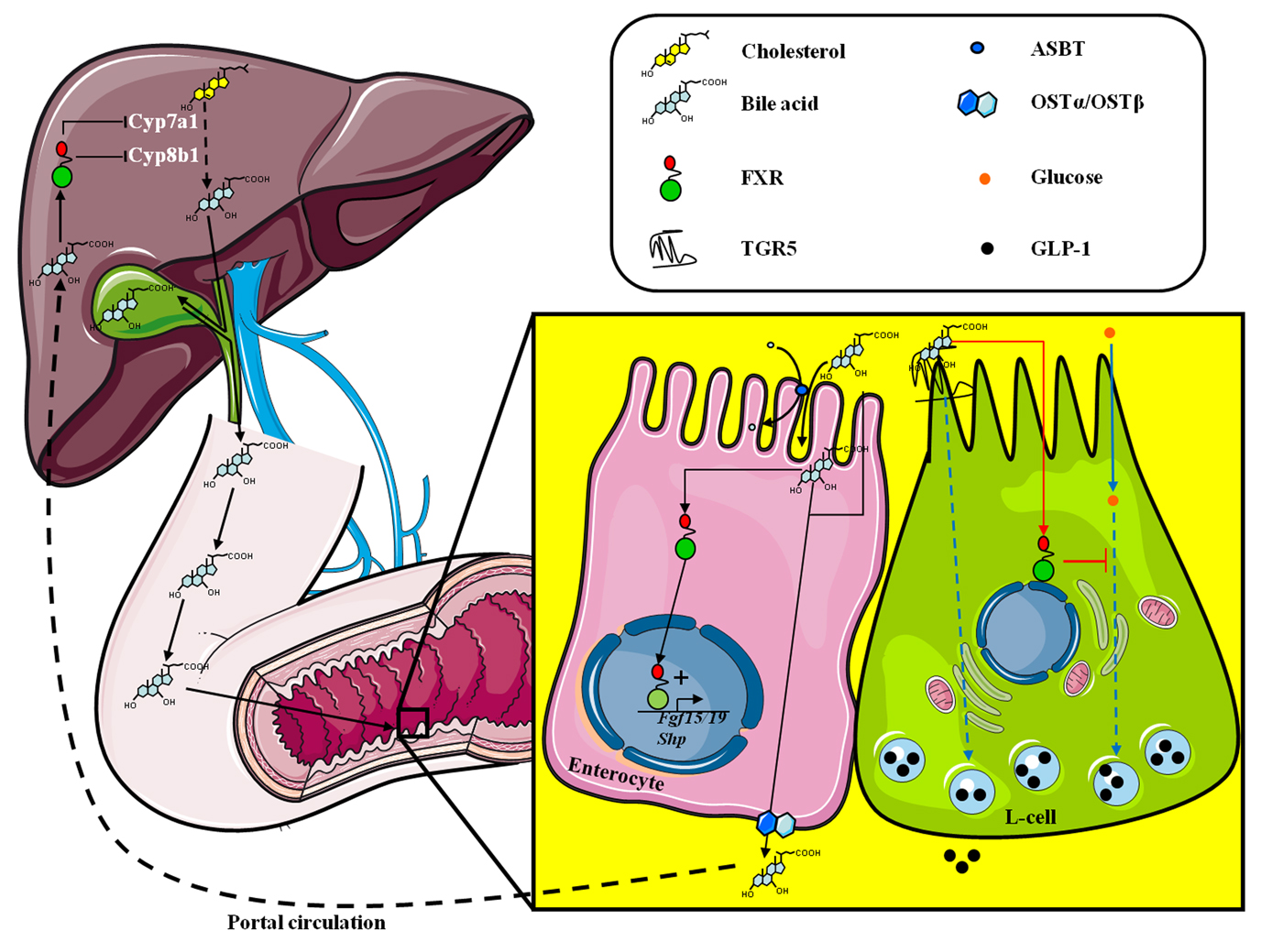 Intestinal bile acid receptors are key regulators of glucose ...