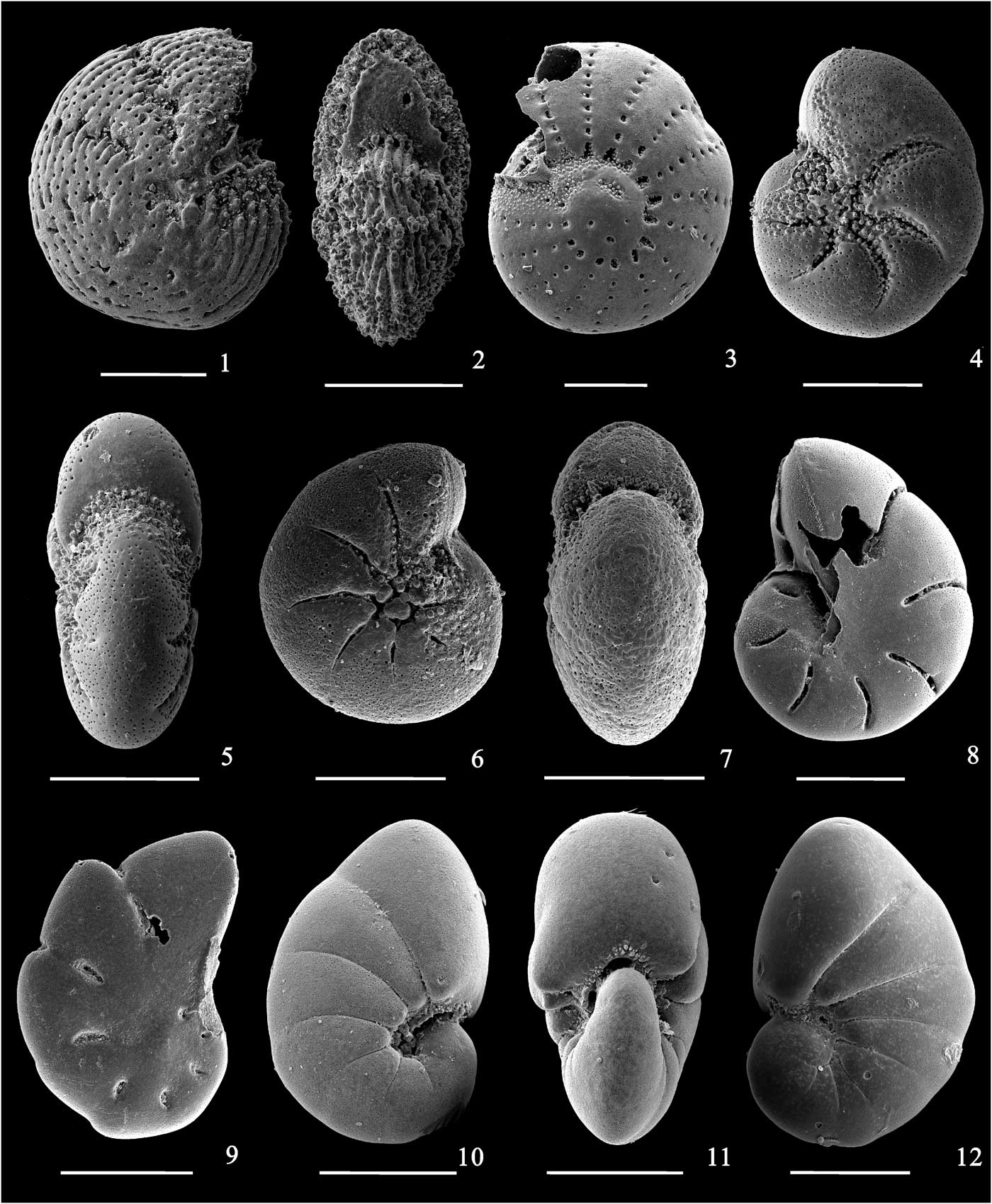 Post-glacial Foraminifera of the incised Yangtze paleo-valley and ...