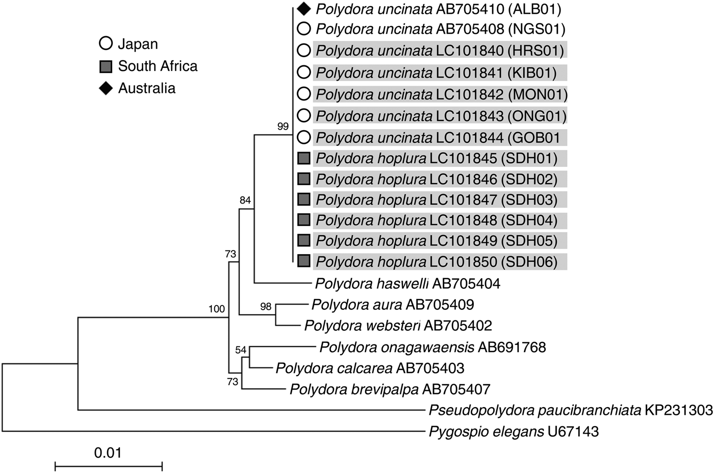 And then there was one: Polydora uncinata and Polydora hoplura ...