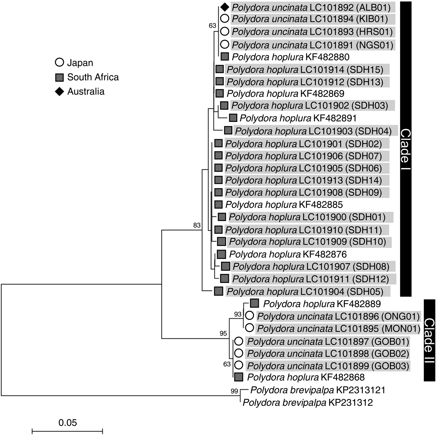 And then there was one: Polydora uncinata and Polydora hoplura ...