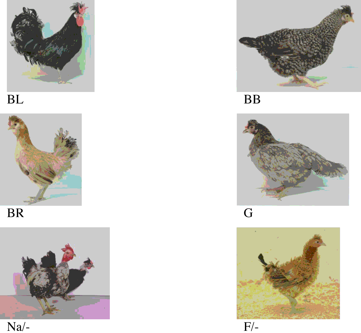 Characterisation of Saudi native chicken breeds: a case study of ...