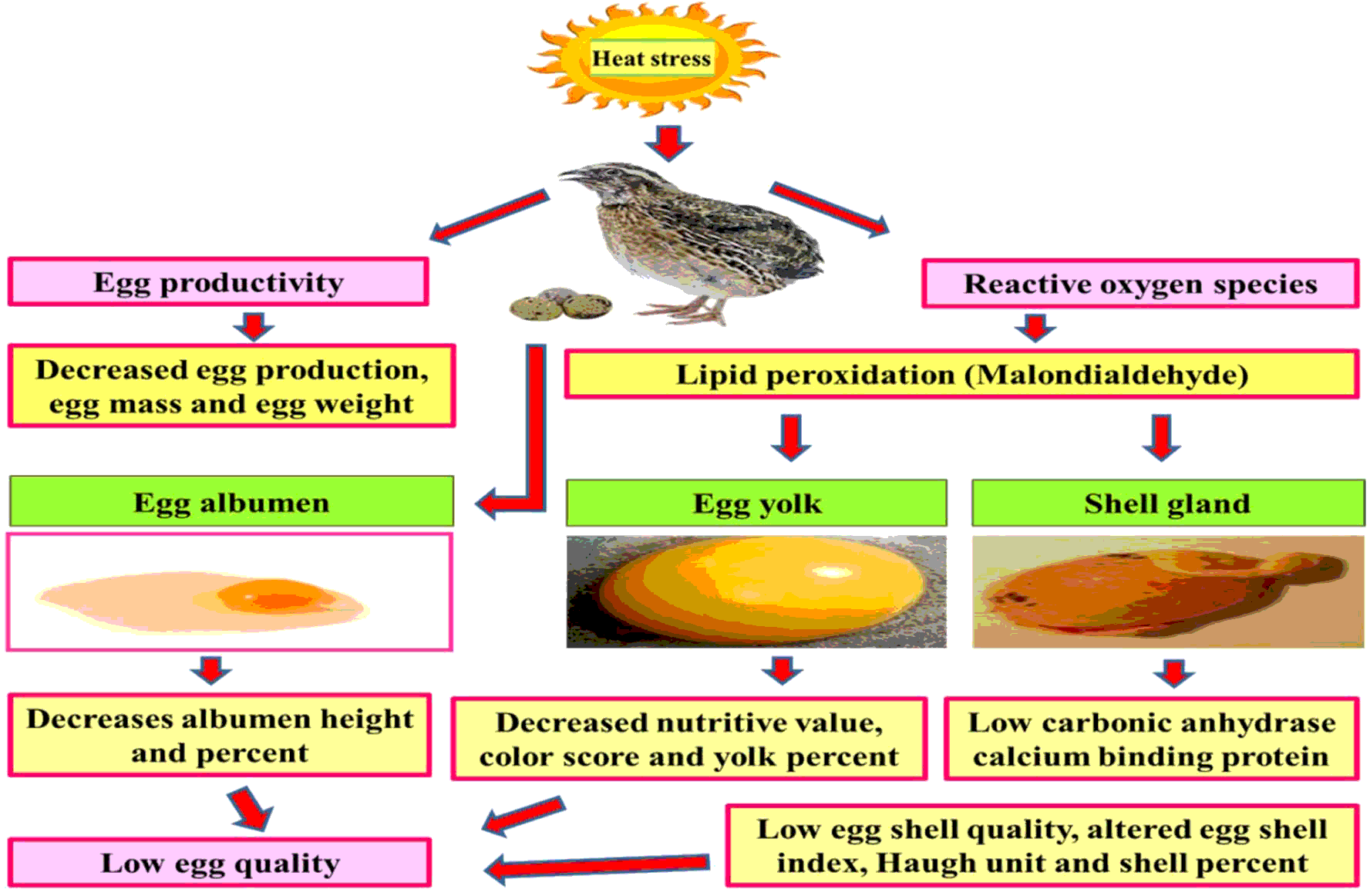 Heat stress: effects on productive and reproductive performance of ...