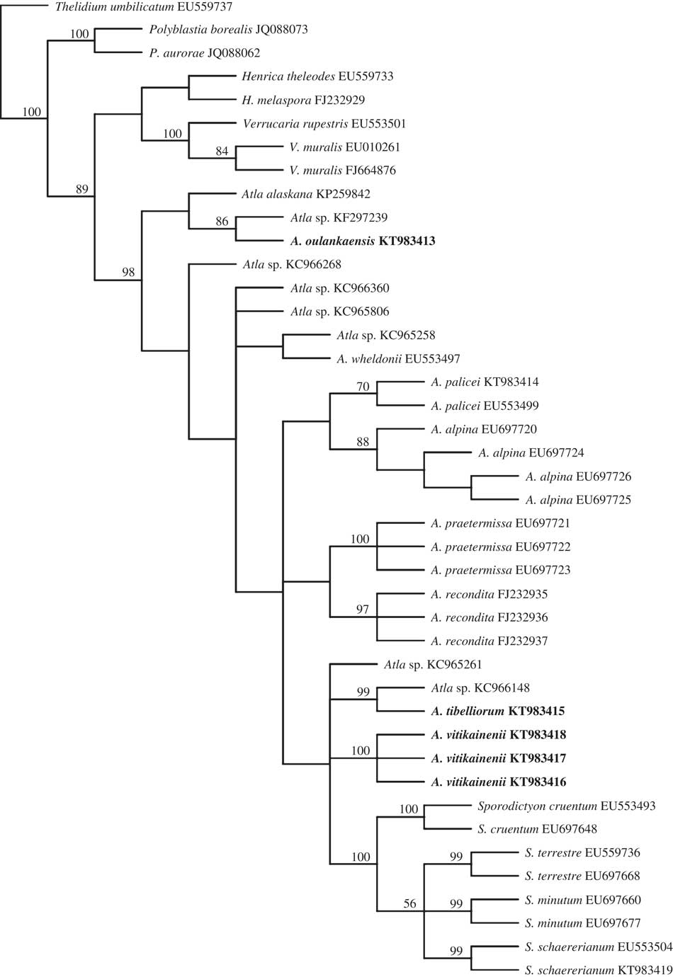 Three new species of Atla from calcareous rocks (Verrucariaceae ...