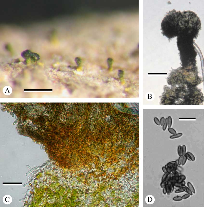 New tropical calicioid lichens from South America | The Lichenologist ...