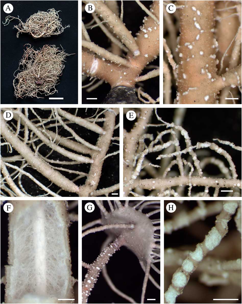 New species and new records in the genus Usnea (Parmeliaceae ...