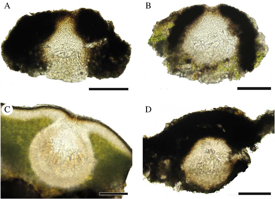 Four new species of Verrucaria from calcareous rocks in Finland | The ...