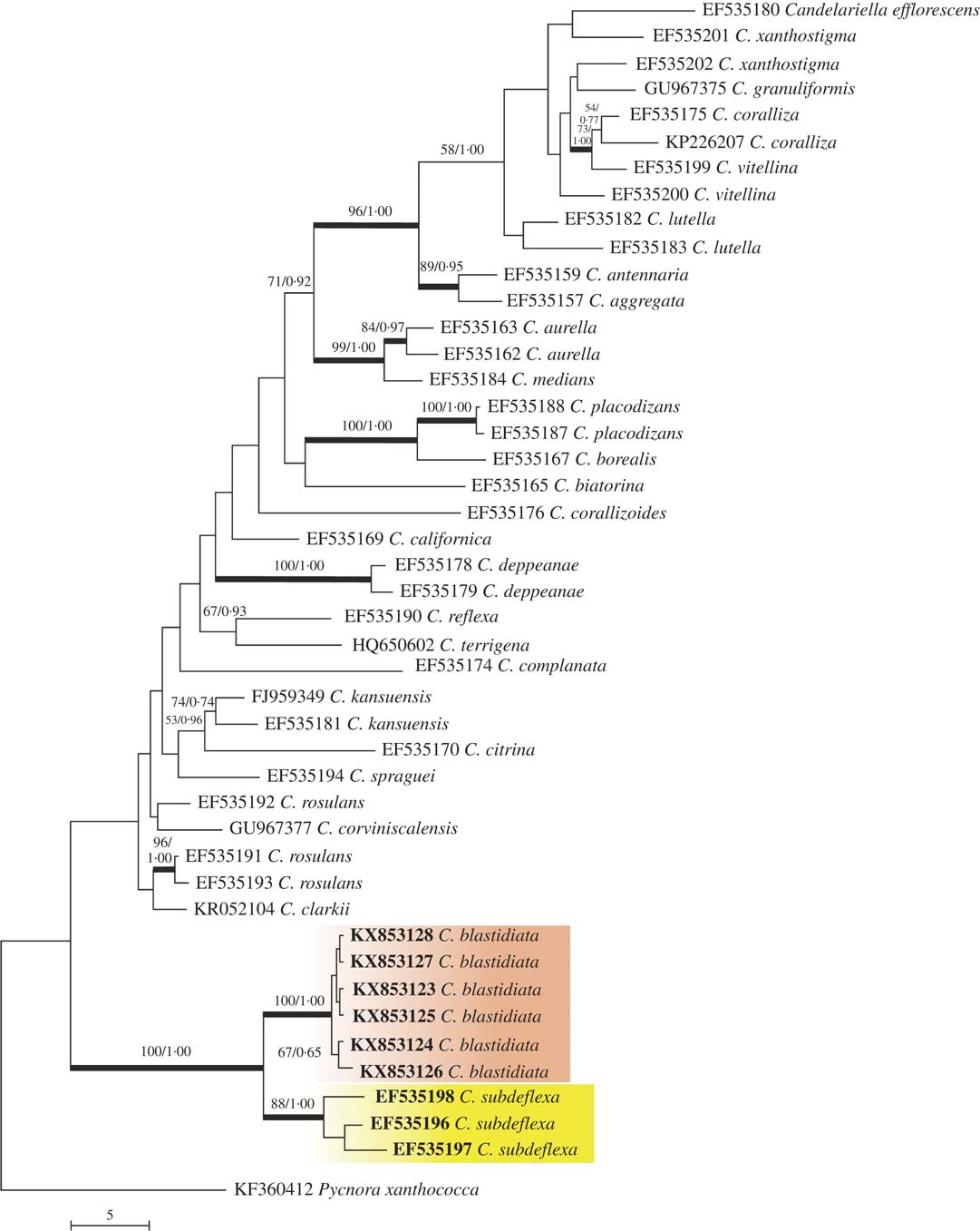 Candelariella blastidiata sp. nov. (Ascomycota, Candelariaceae) from ...