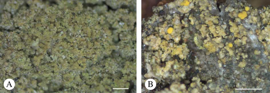 Candelariella blastidiata sp. nov. (Ascomycota, Candelariaceae) from ...