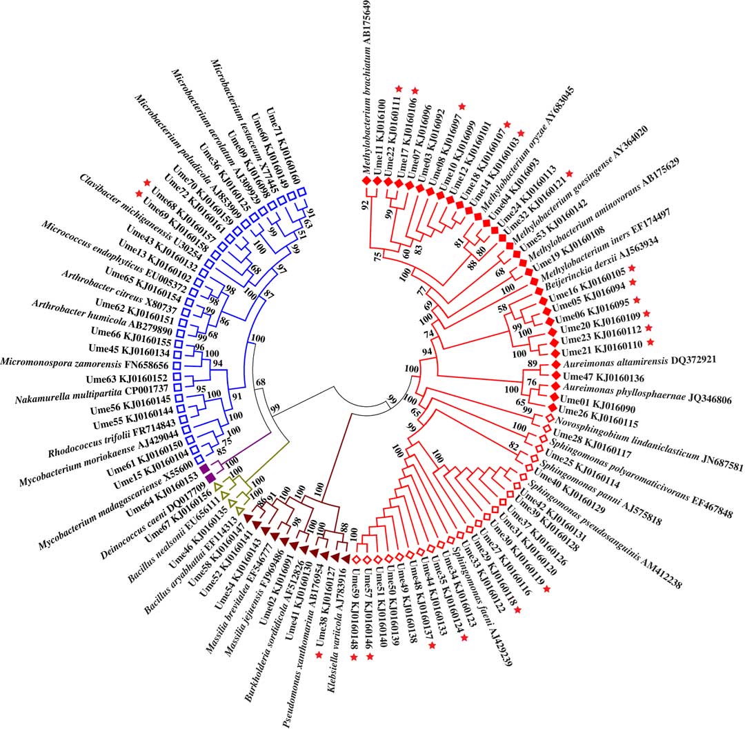 Isolation and culture of lichen bacteriobionts | The Lichenologist ...