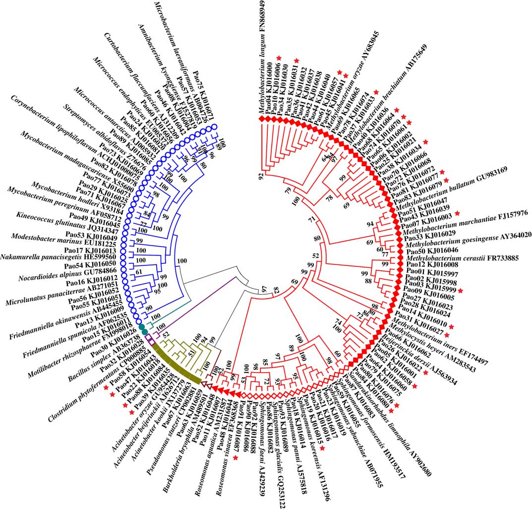 Isolation and culture of lichen bacteriobionts | The Lichenologist ...