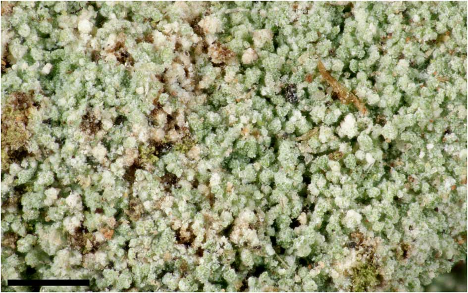 A new leprose Leprocaulon (Ascomycota, Leprocaulales) from Great ...