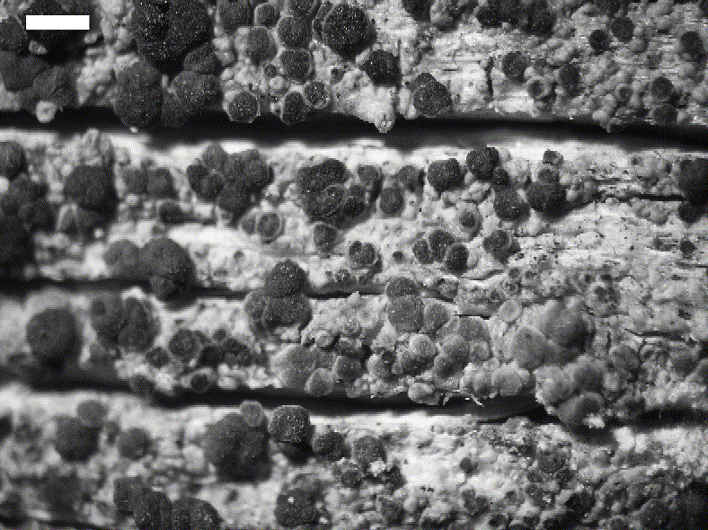Some new Lecanora species from western and central Europe, belonging to ...