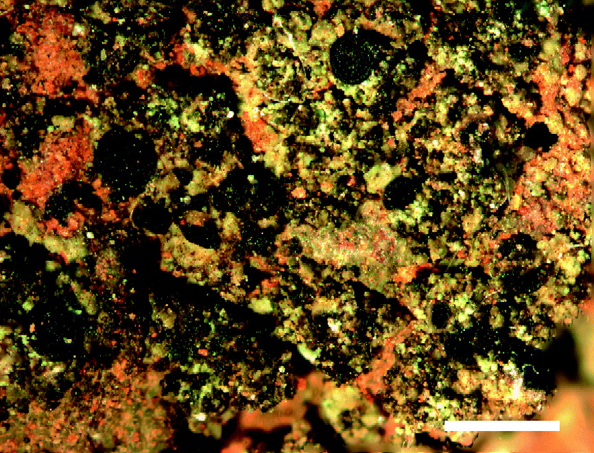 New Rinodina species from the Cape Verde Islands, with notes on some ...